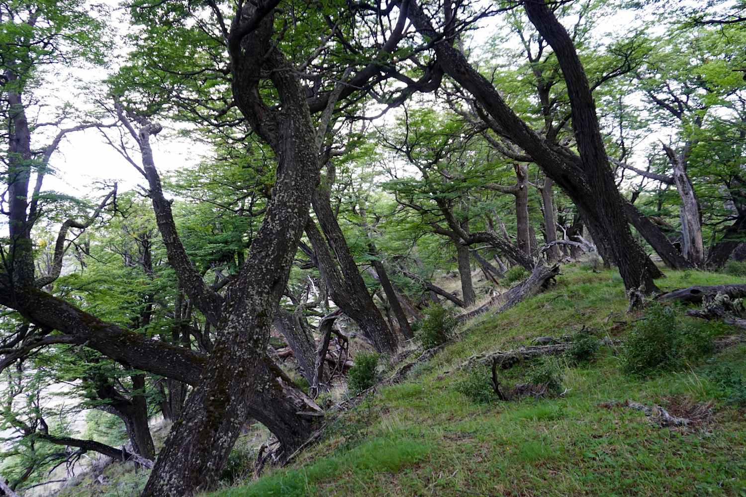 Patagonien: Wandern an den Torres del Paine - Bergwelten