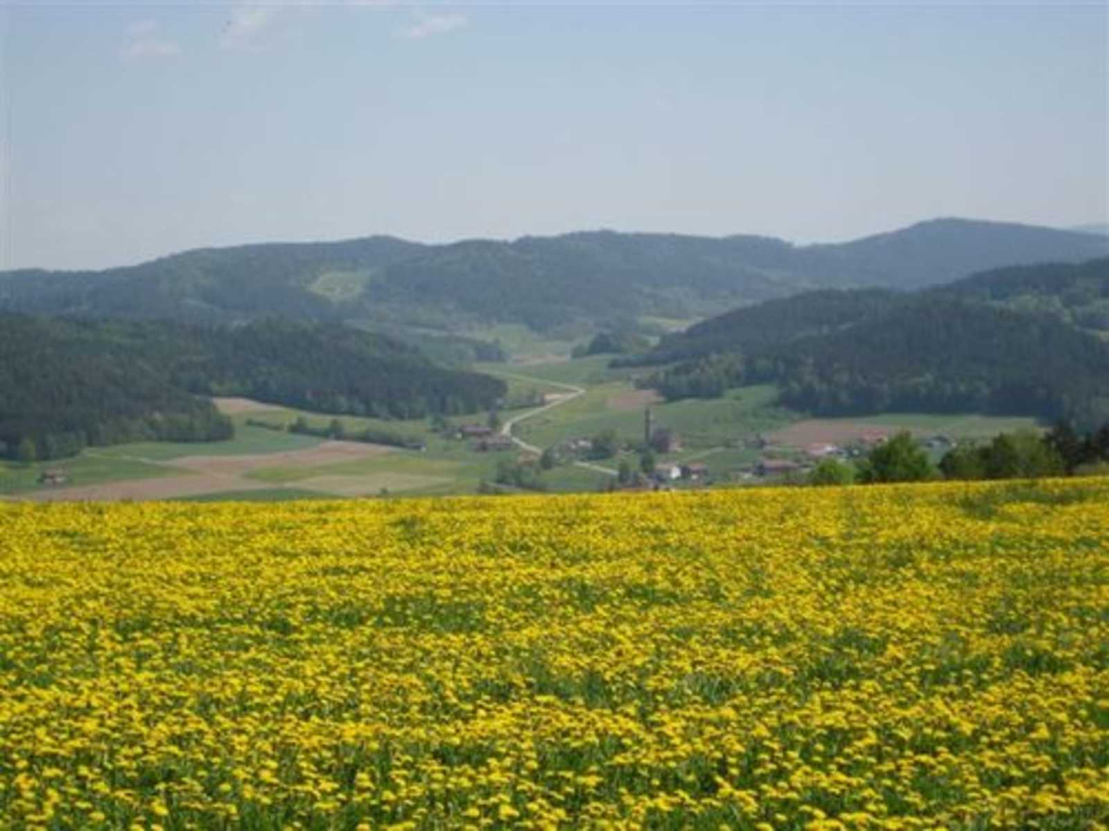 Wandern: Goldsteig Zuweg Nr. 28: Von Viechtach auf den Pröller - 3:30 h ...