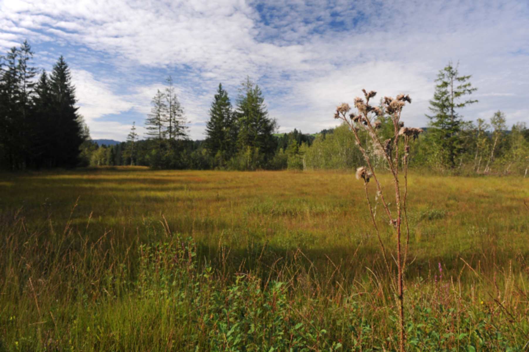 Wandern: Der Energie auf der Spur – Moore, Schluchten und ein wilder ...