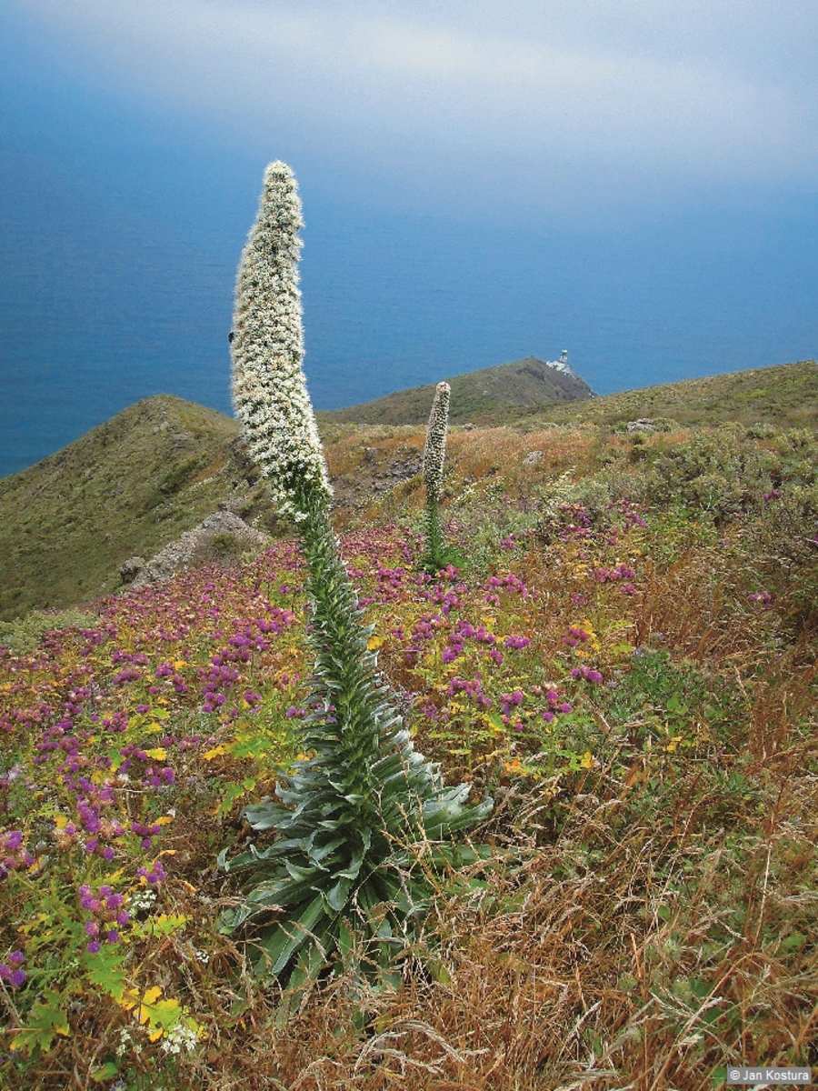 Wandern: Montaña Tafada - 2:20 h - 6 km - Bergwelten