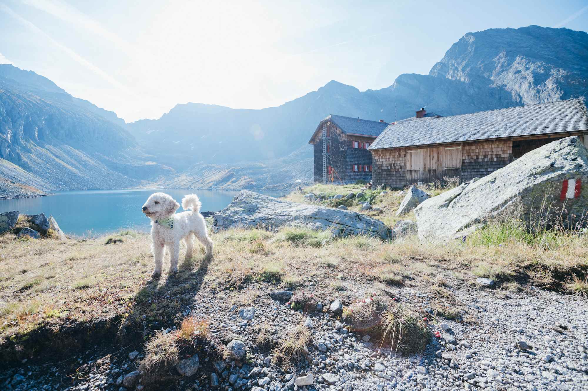 Guide für's Wandern mit Hund - Bergwelten